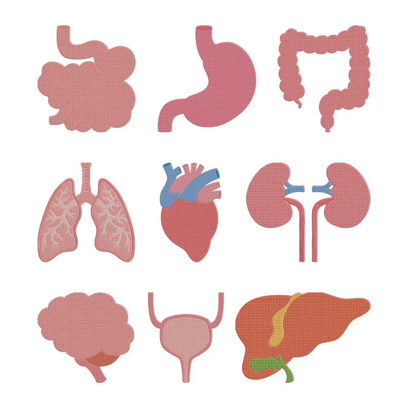 Human Organ Embroidery Design, Anatomy Body Organ Machine Embroidery ...