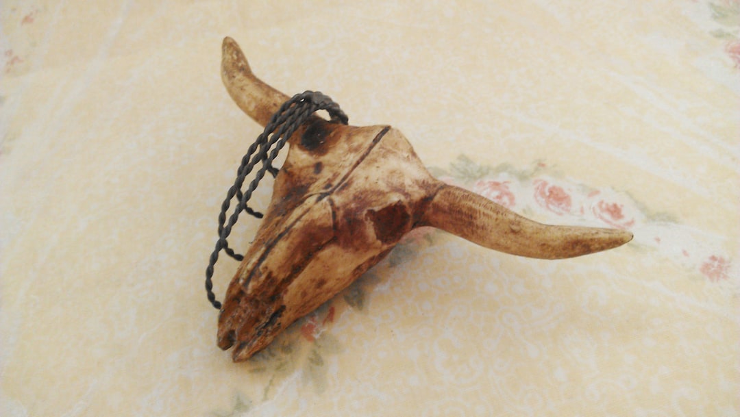 Plastic Molded OX or Cattle Skeleton Head With Wire Rope - Craft Supply ...