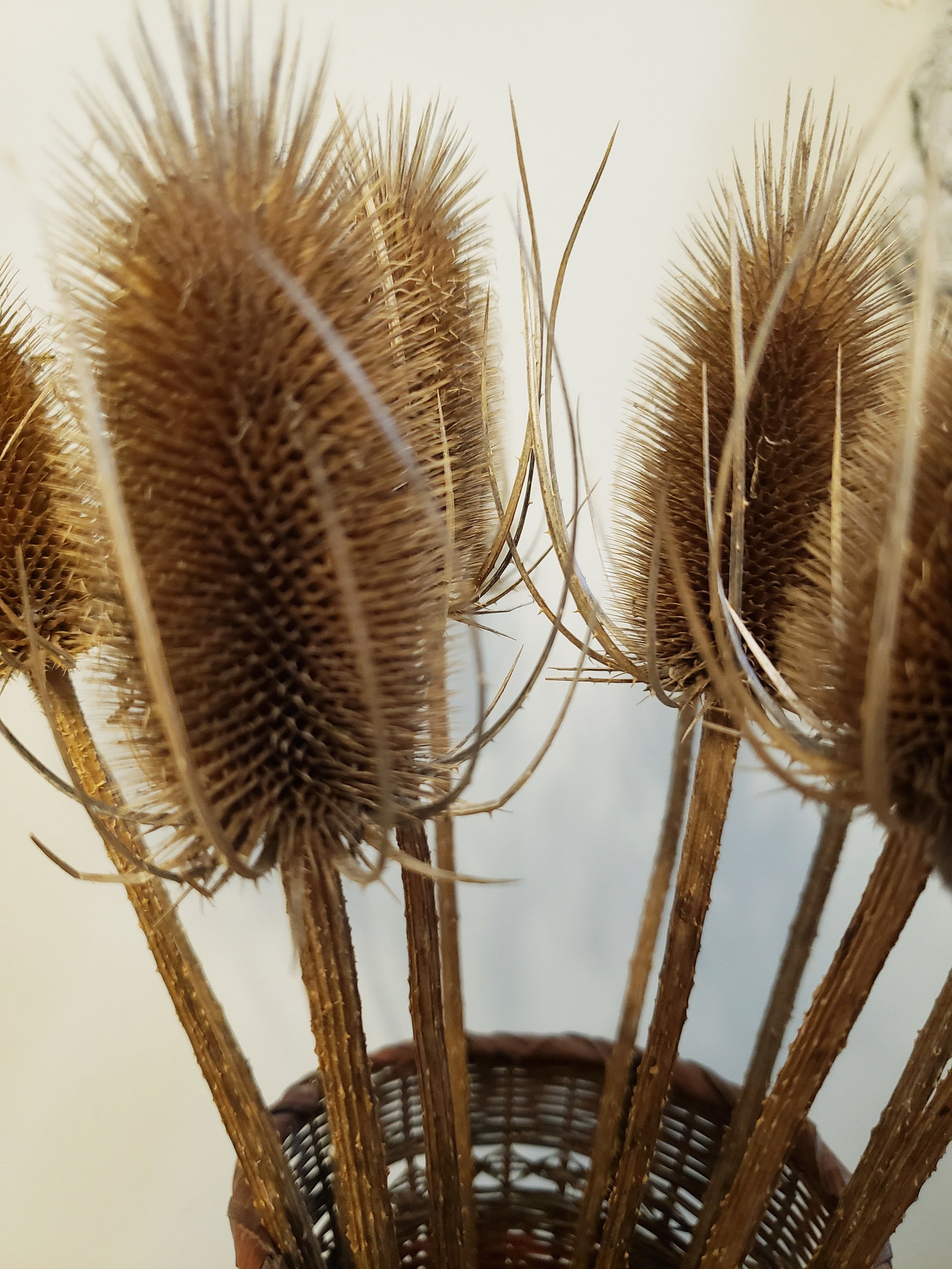 Teasel Stalks, Thistle Stalks, Wild Teasel Stems, Natural Thistle ...