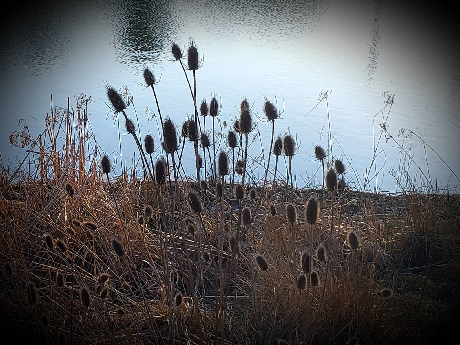 Teasel Stalks Thistle Stalks Wild Teasel Stems Natural - Etsy