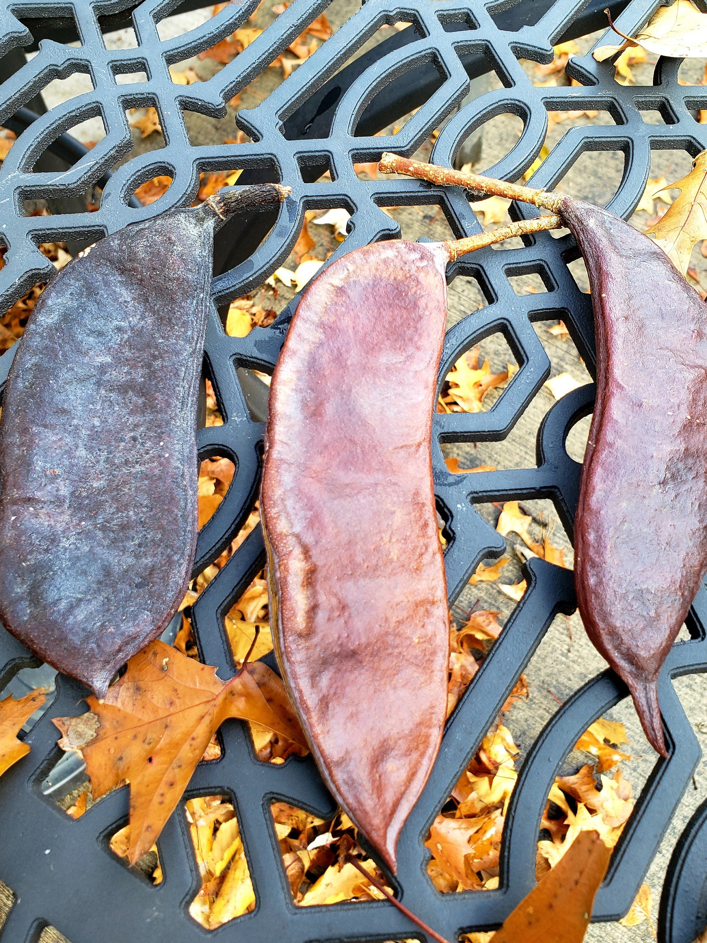 Kentucky Coffeetree Pod, Kentucky Coffeetree Seed, Tree Pods ...