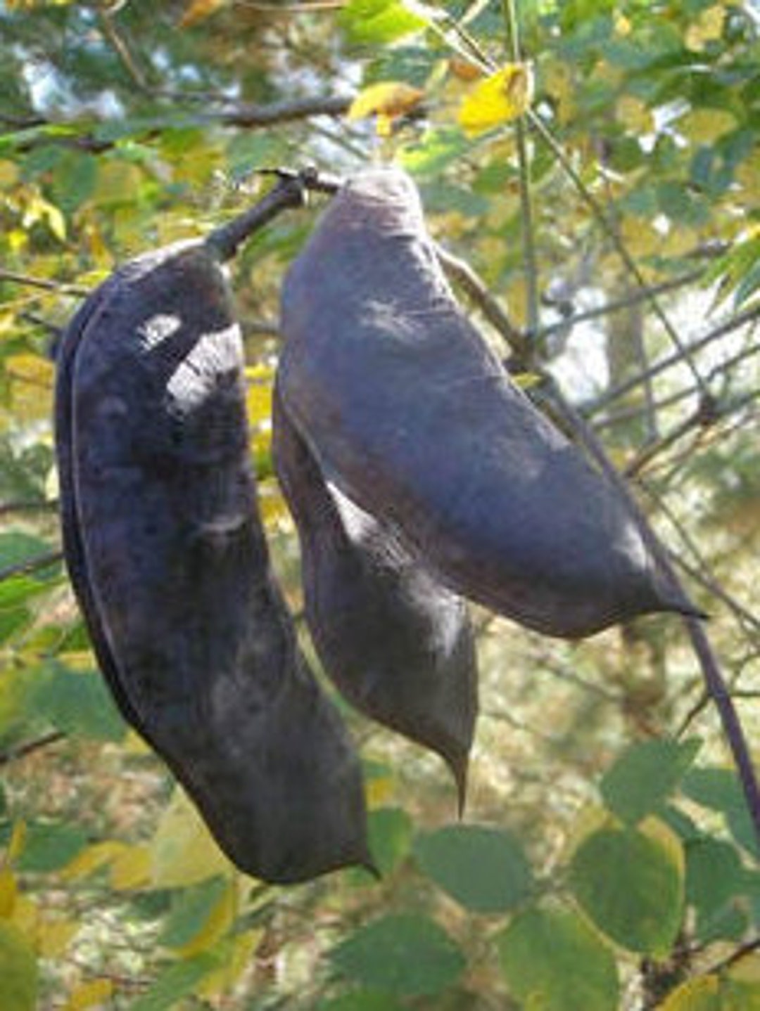 Kentucky Coffeetree Pod, Kentucky Coffeetree Seed, Tree Pods ...