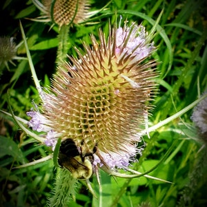 Teasel Stalks, Thistle Stalks, Wild Teasel Stems, Natural Thistle ...