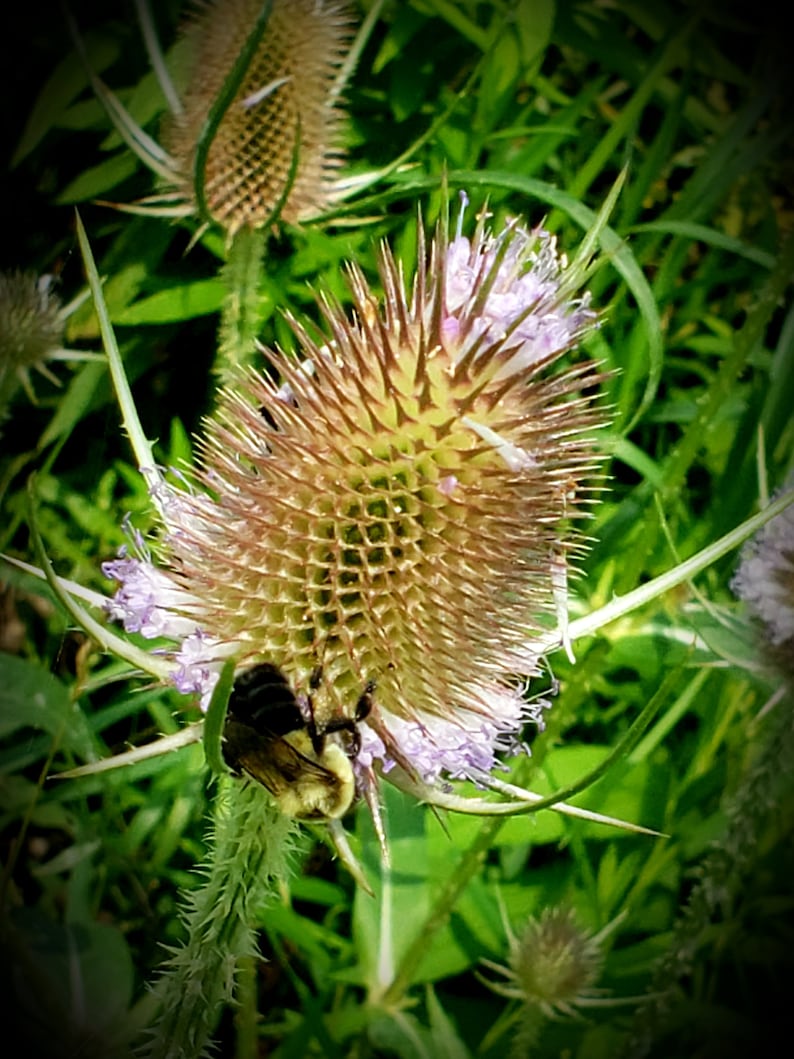 Teasel Stalks, Thistle Stalks, Wild Teasel Stems, Natural Thistle ...