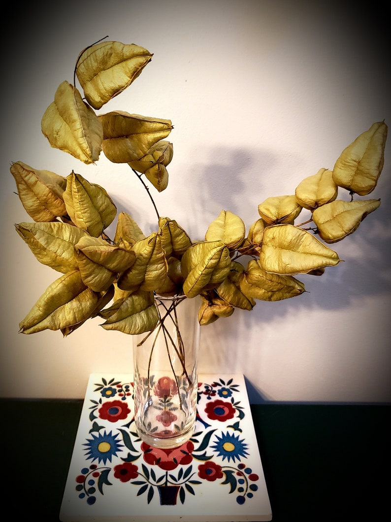 Golden Rain Tree, Rain Tree Pod, Tree Pods, Dried Flowers, Floral ...