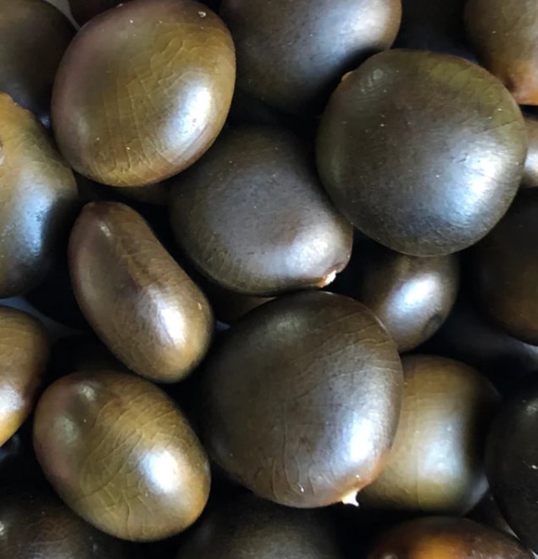 Kentucky Coffee Tree Seeds, Gymnocladus Dioicus, for Growing, Crafting ...