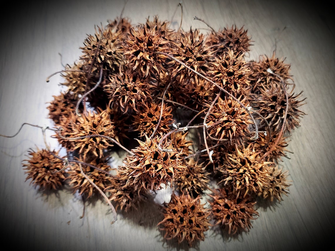 50 Sweetgum Seed Pods, Witches Burr Balls, Natural Spiky Decor - Etsy