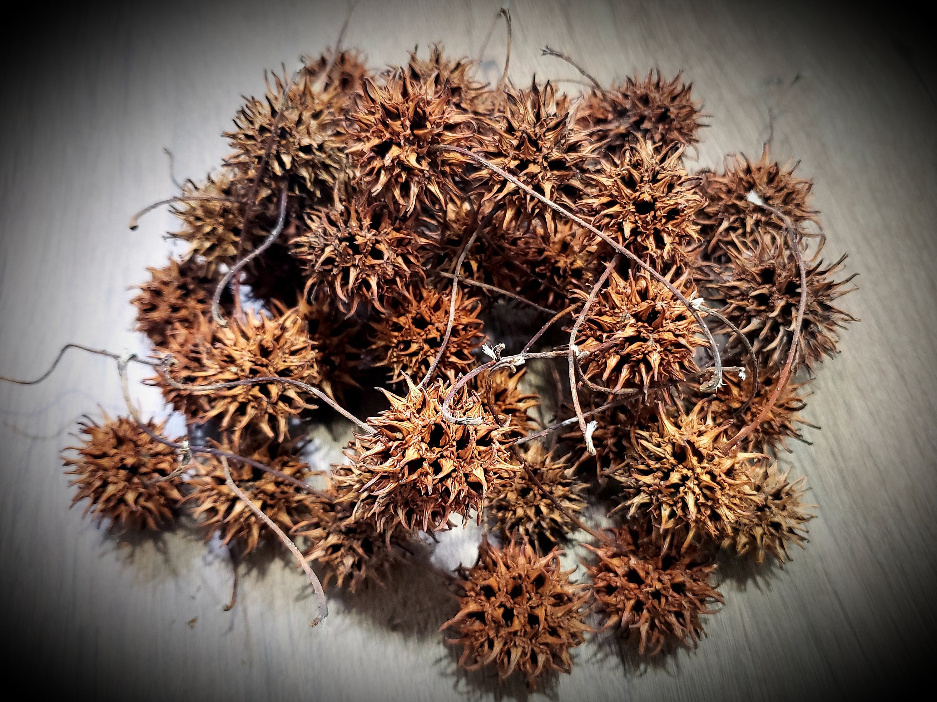 50 Sweetgum Seed Pods, Witches Burr Balls, Natural Spiky Decor - Etsy