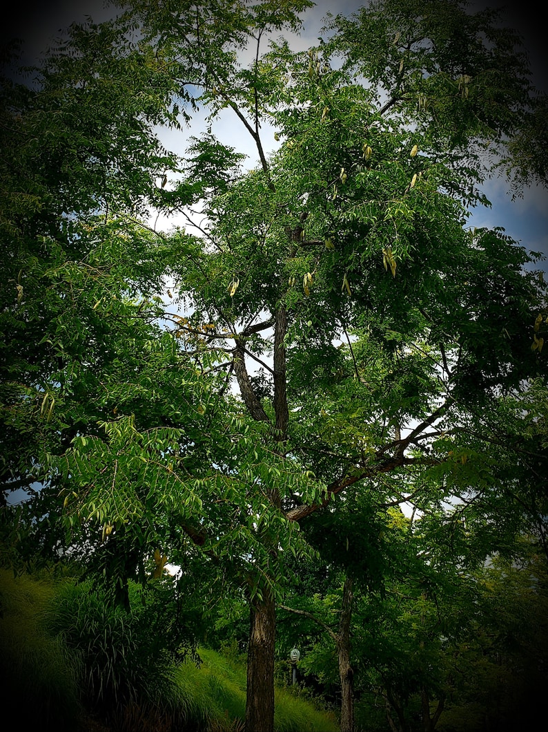 Kentucky Coffee Tree Seeds, Gymnocladus Dioicus, for Growing, Crafting ...