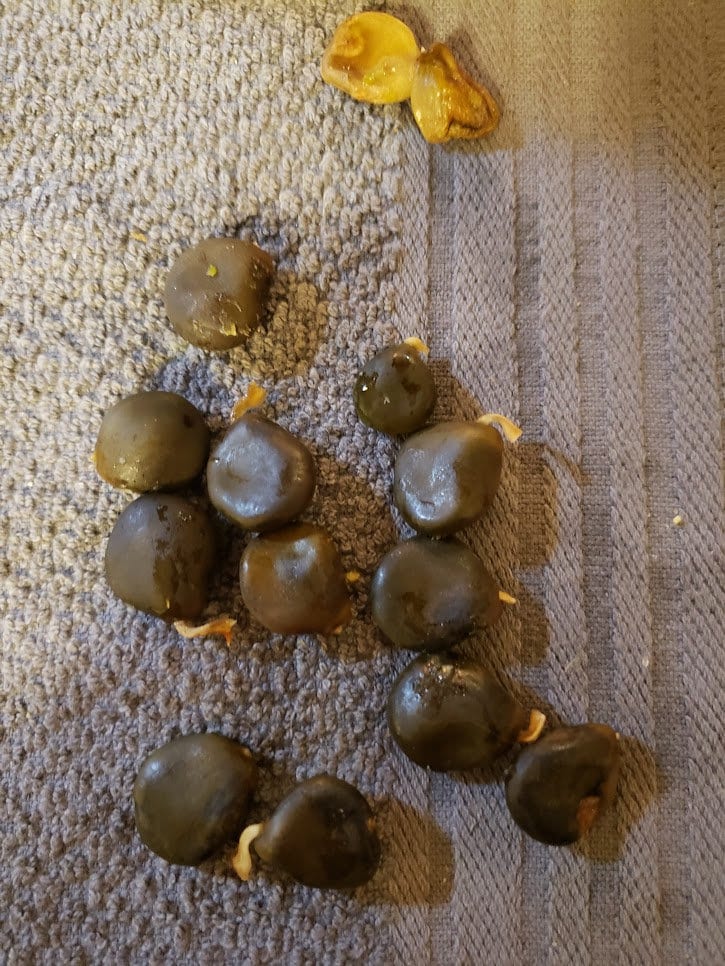 Kentucky Coffee Tree Seeds, Gymnocladus Dioicus, for Growing, Crafting ...