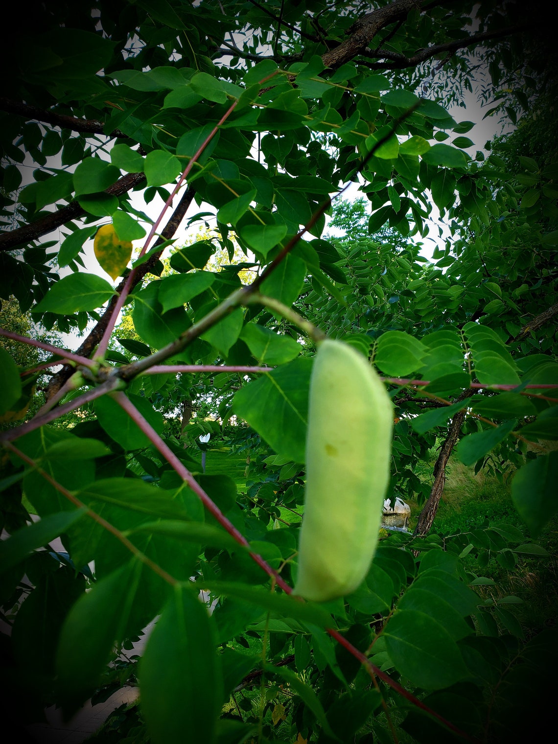 Kentucky Coffee Tree Seeds, Gymnocladus Dioicus, for Growing, Crafting ...