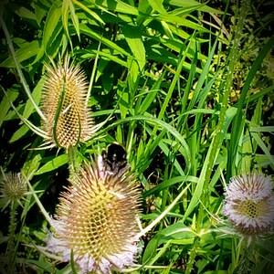 Teasel Stalks, Thistle Stalks, Wild Teasel Stems, Natural Thistle ...