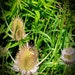 Teasel Stalks, Thistle Stalks, Wild Teasel Stems, Natural Thistle ...