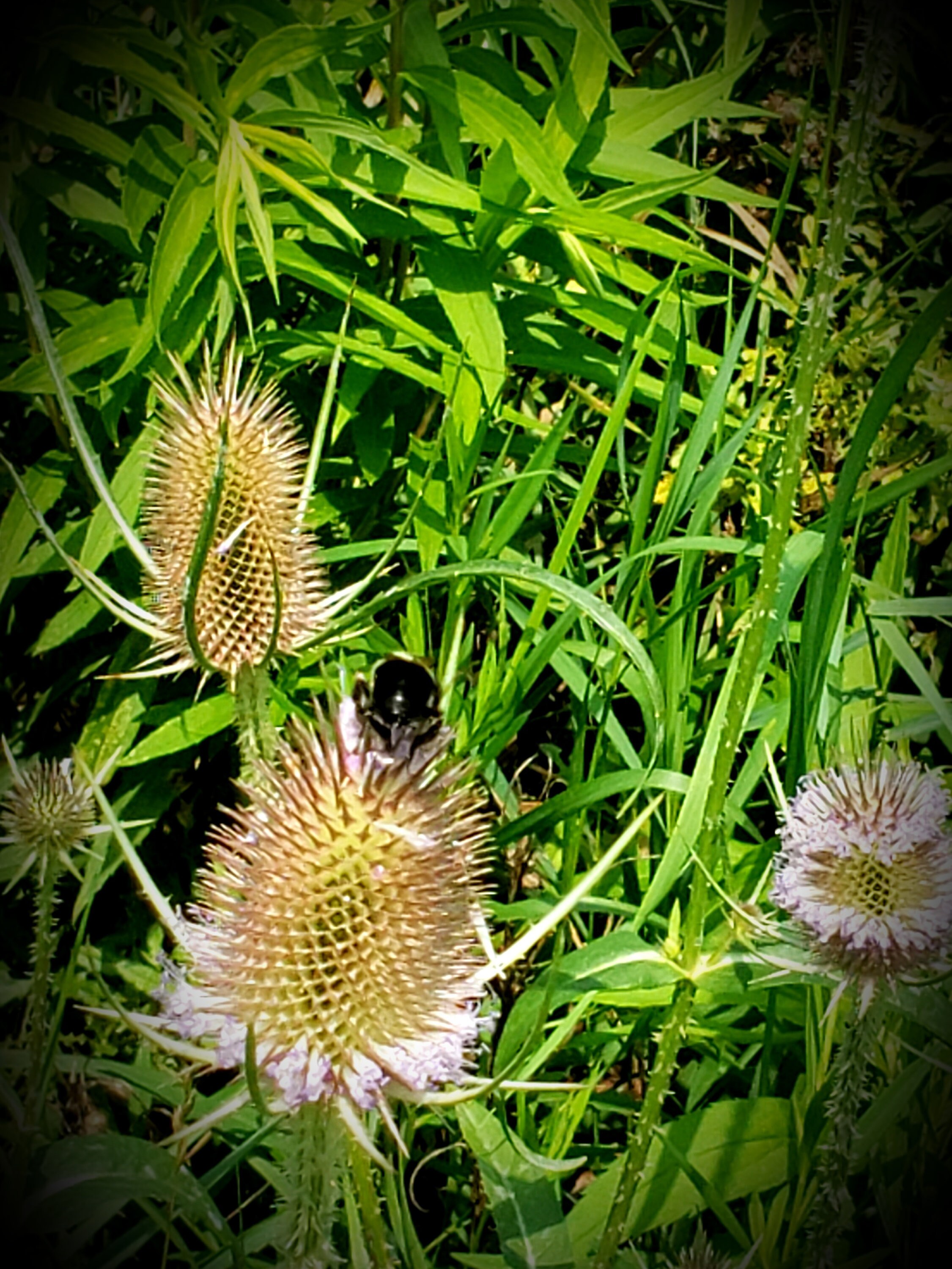 Teasel Stalks, Thistle Stalks, Wild Teasel Stems, Natural Thistle ...