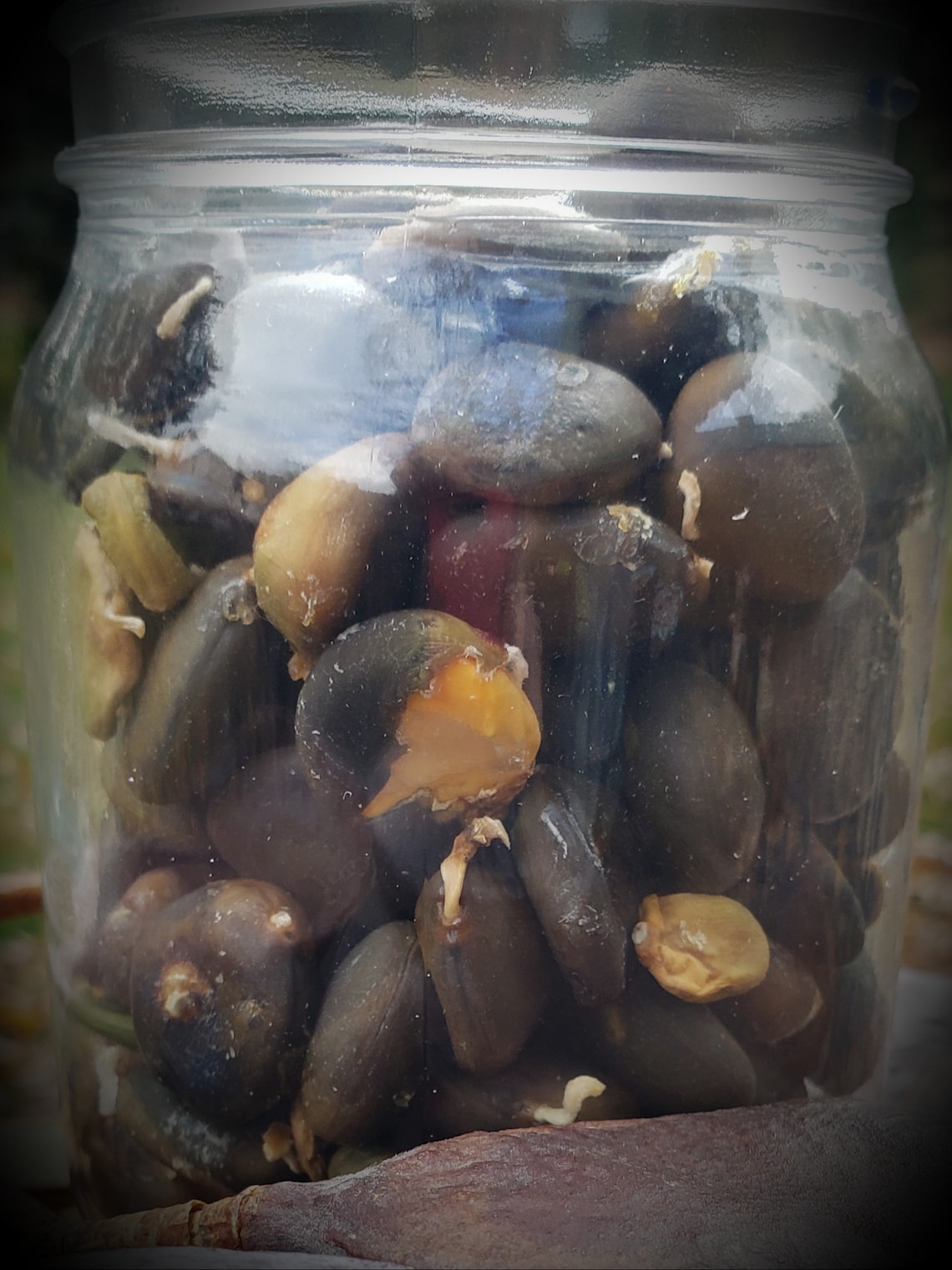 Kentucky Coffee Tree Seeds, Gymnocladus Dioicus, for Growing, Crafting ...