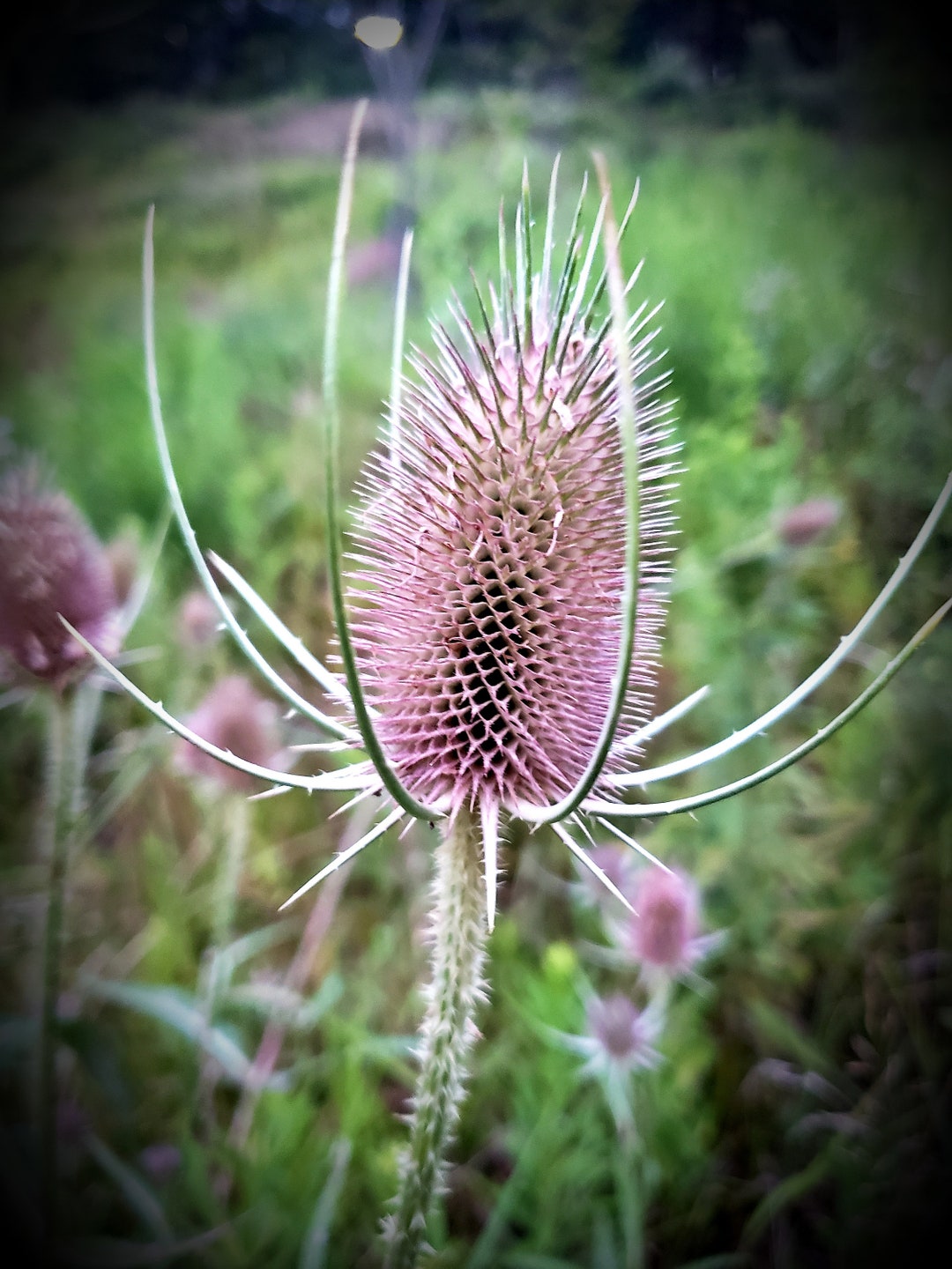 Teasel Stalks, Thistle Stalks, Wild Teasel Stems, Natural Thistle ...