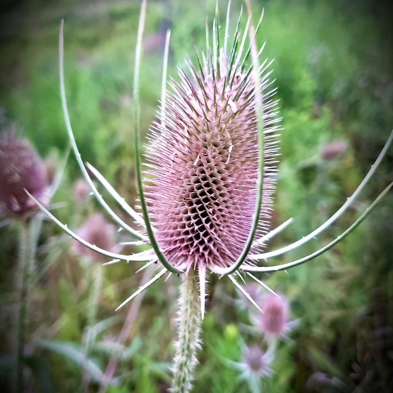 Dried Blue Thistle - Etsy