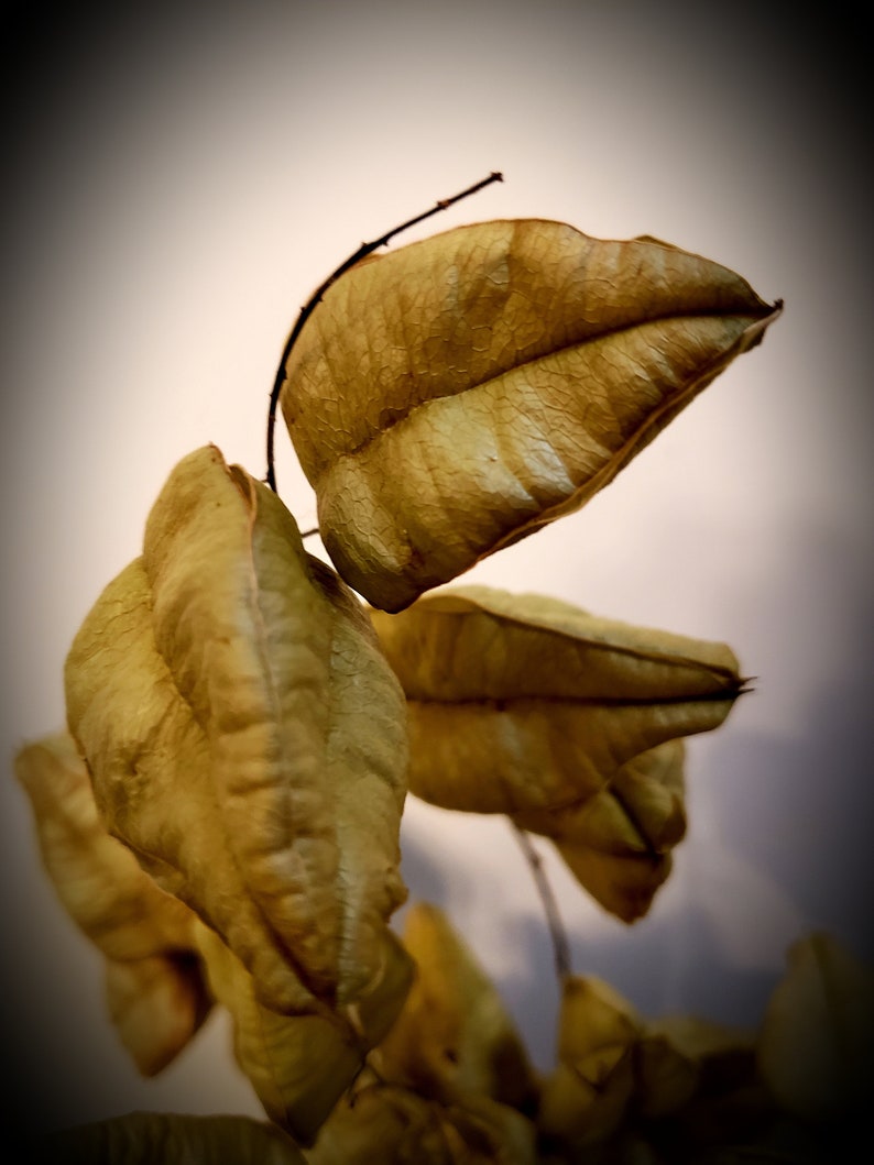 Golden Rain Tree, Rain Tree Pod, Tree Pods, Dried Flowers, Floral ...