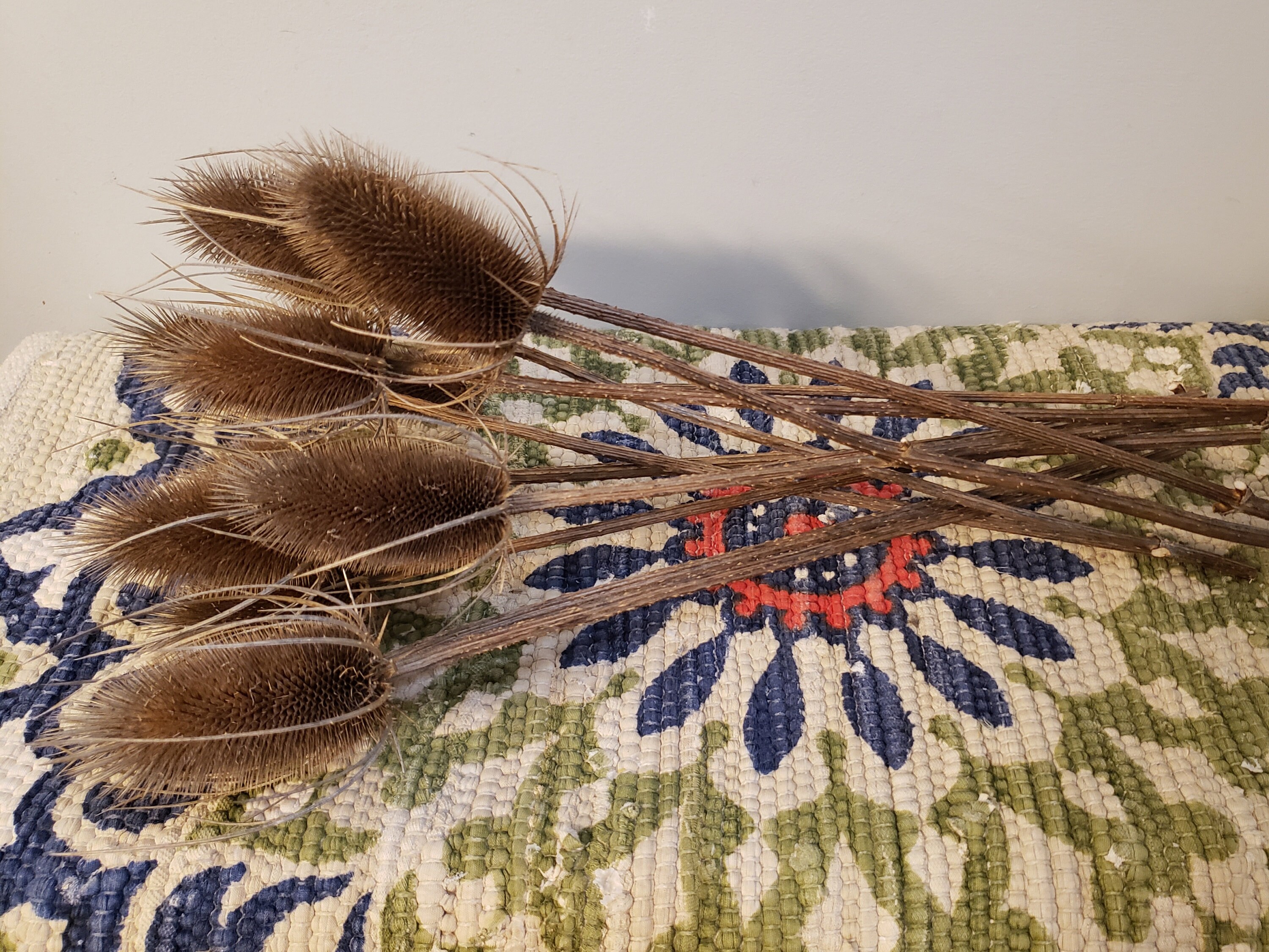 Teasel Stalks, Thistle Stalks, Wild Teasel Stems, Natural Thistle, Dried Flowers, Spring Decor ...