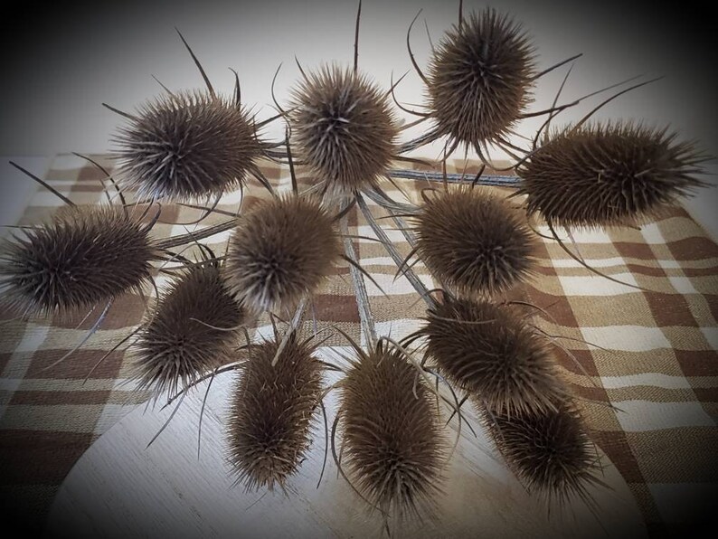Teasel Stalks Thistle Stalks Wild Teasel Stems Natural - Etsy