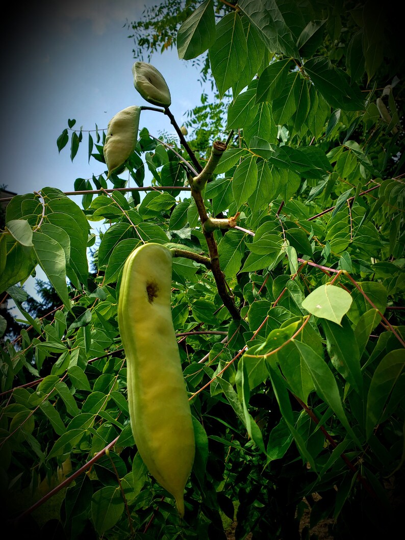 Kentucky Coffeetree Pod, Kentucky Coffeetree Seed, Tree Pods ...