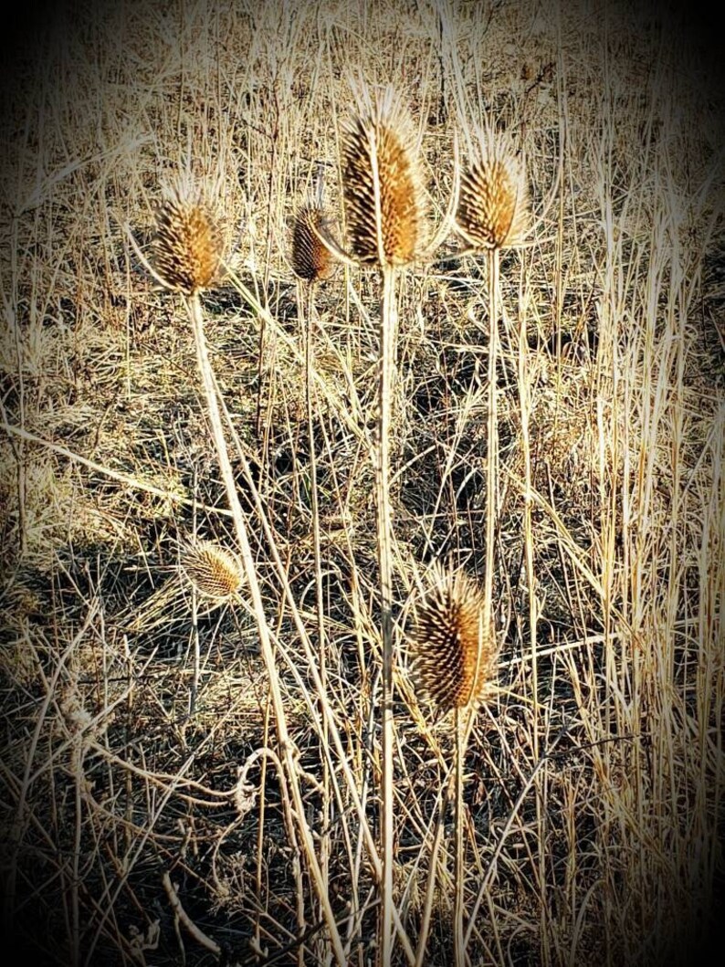 Teasel Stalks Thistle Stalks Wild Teasel Stems Natural - Etsy