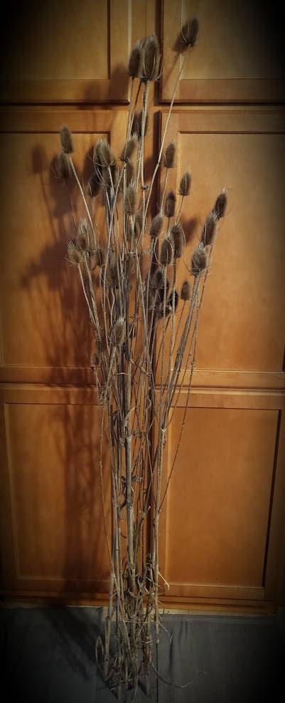 Teasel Stalks Thistle Stalks Wild Teasel Stems Natural - Etsy