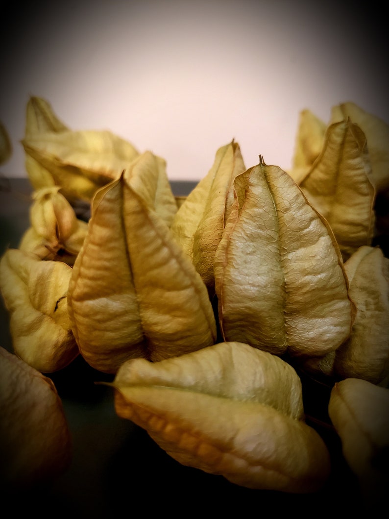 Golden Rain Tree, Rain Tree Pod, Tree Pods, Dried Flowers, Floral ...