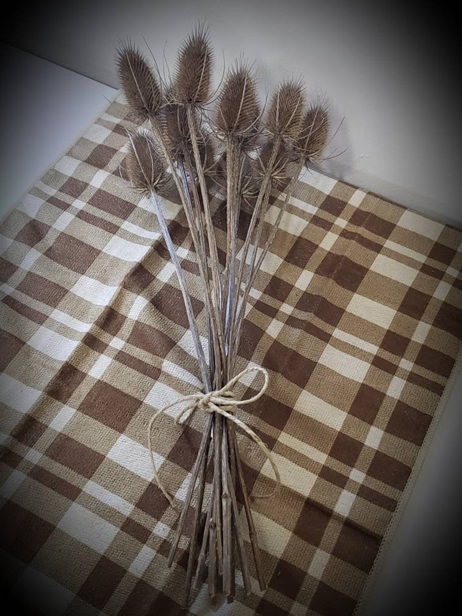 Teasel Stalks Thistle Stalks Wild Teasel Stems Natural - Etsy