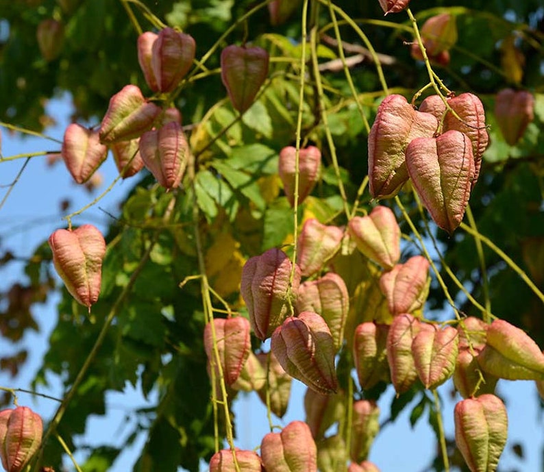 Golden Rain Tree, Rain Tree Pod, Tree Pods, Dried Flowers, Floral ...