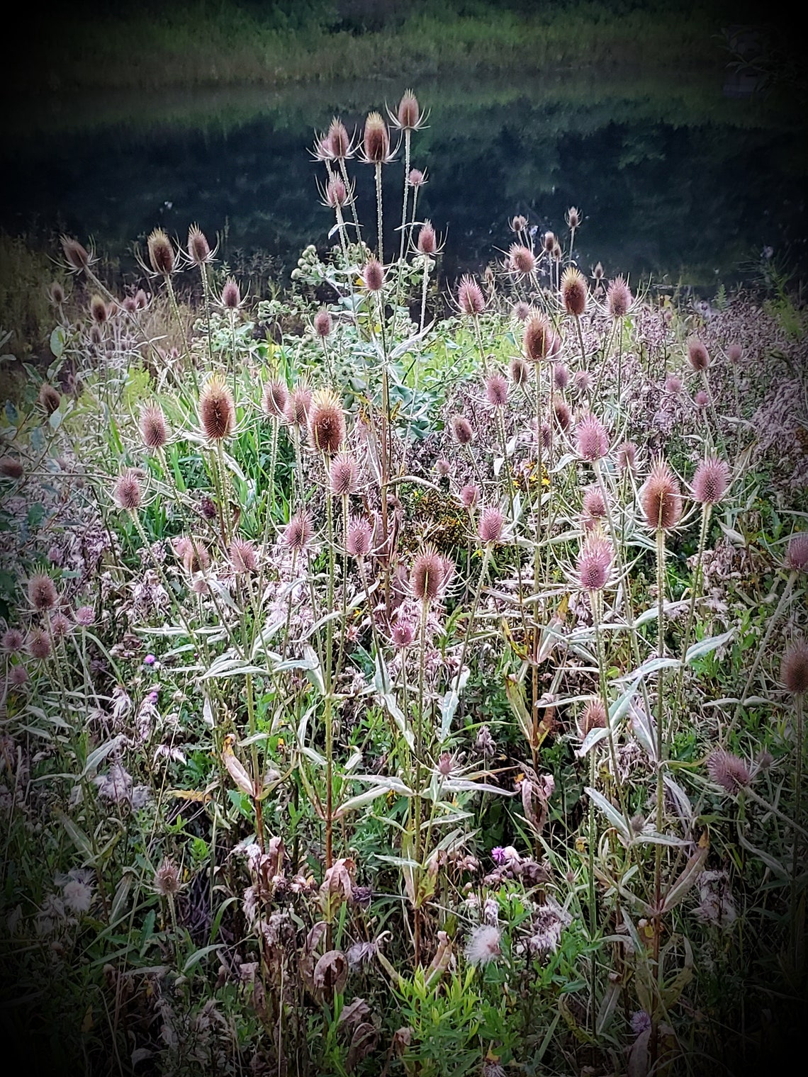 Teasel Stalks, Thistle Stalks, Wild Teasel Stems, Natural Thistle ...