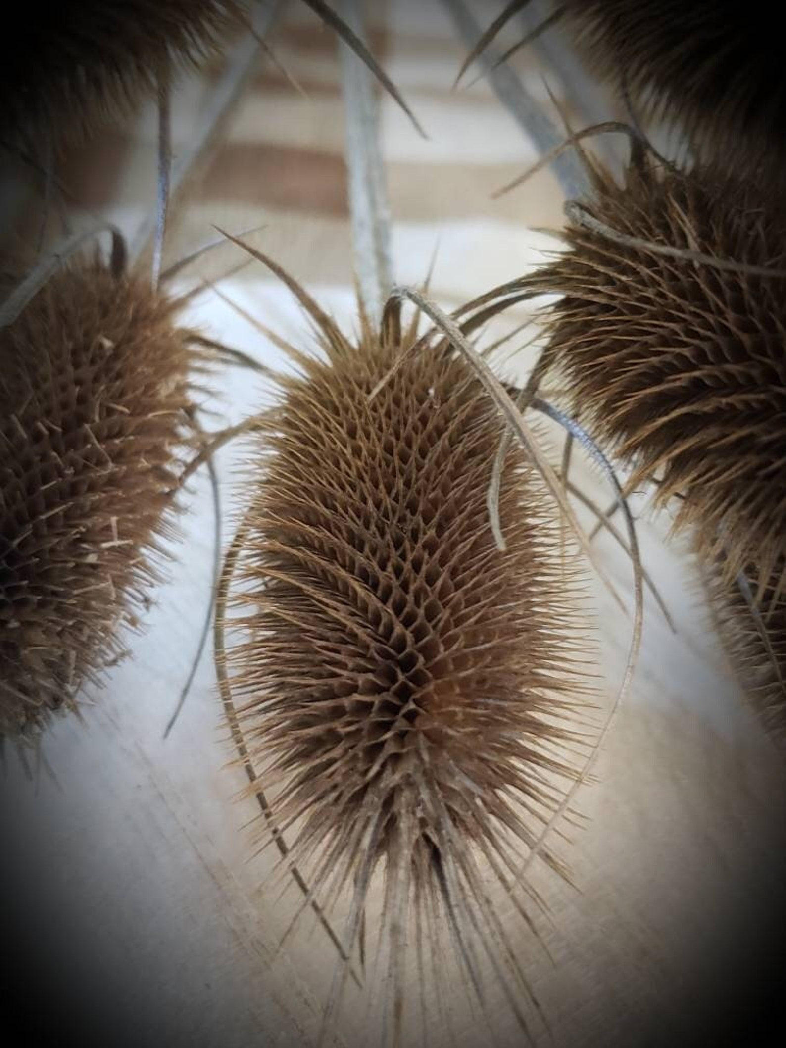 Teasel Stalks, Thistle Stalks, Wild Teasel Stems, Natural Thistle ...