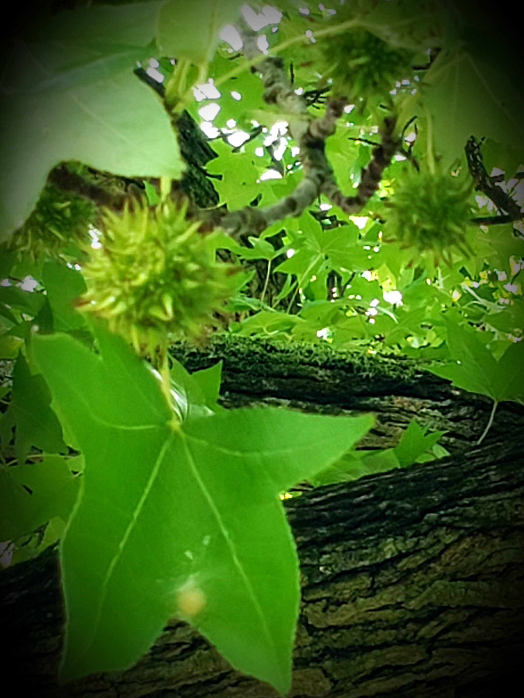 50 Sweetgum Seed Pods, Witches Burr Balls, Natural Spiky Decor - Etsy