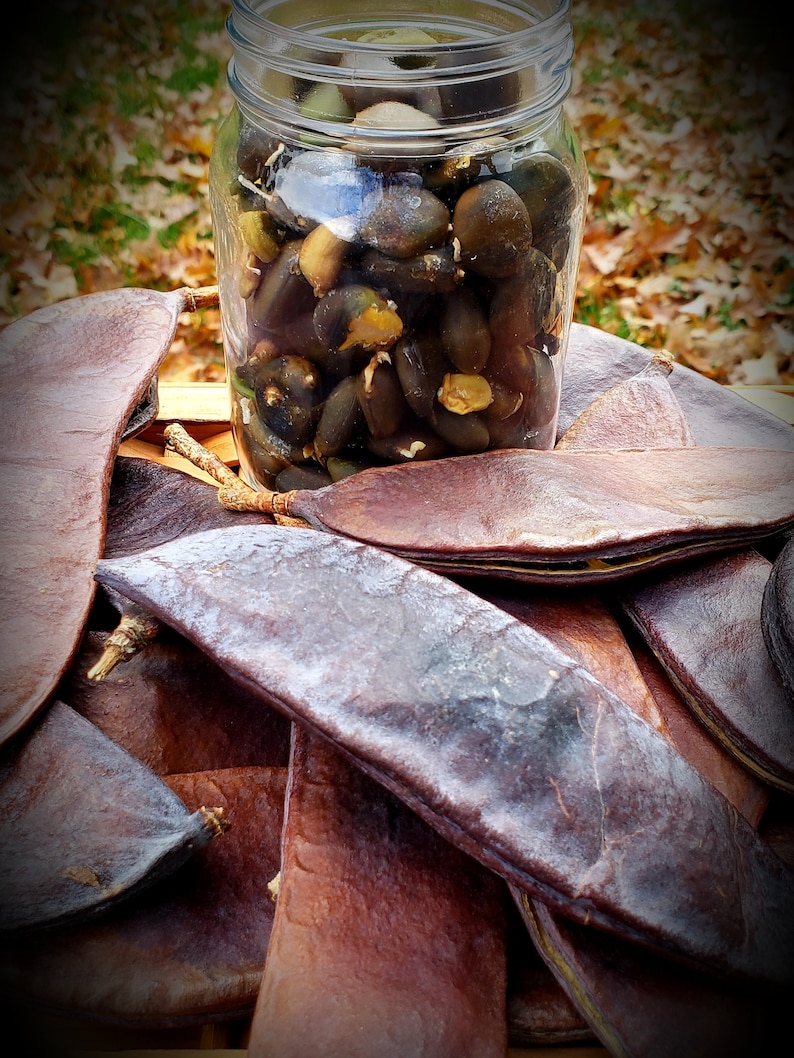 Kentucky Coffee Tree Seeds, Gymnocladus Dioicus, for Growing, Crafting ...