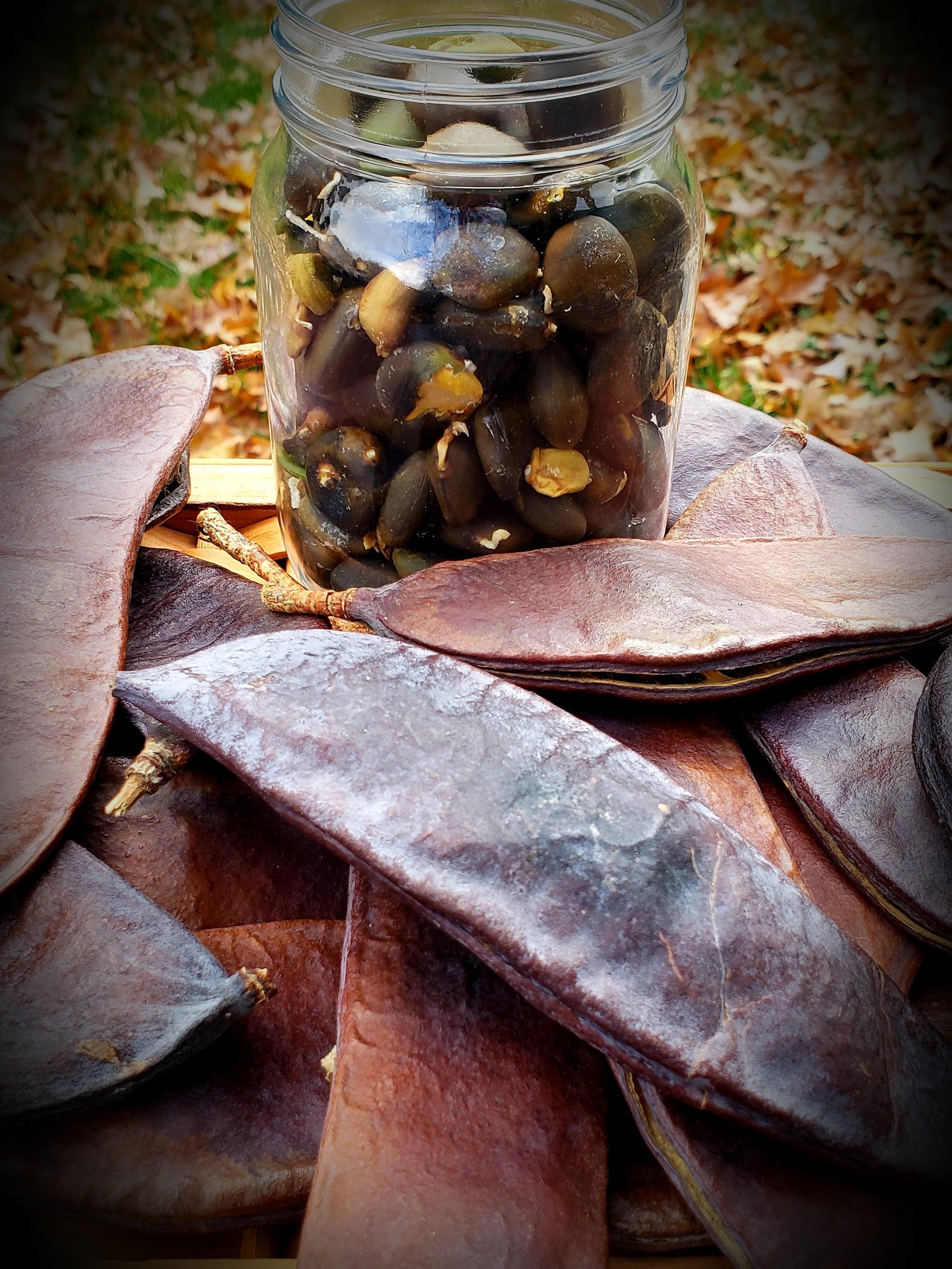 Kentucky Coffee Tree Seeds, Gymnocladus Dioicus, for Growing, Crafting ...