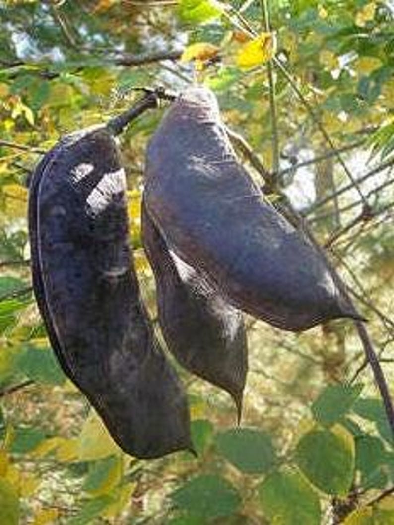 Kentucky Coffeetree Pod, Kentucky Coffeetree Seed, Tree Pods ...