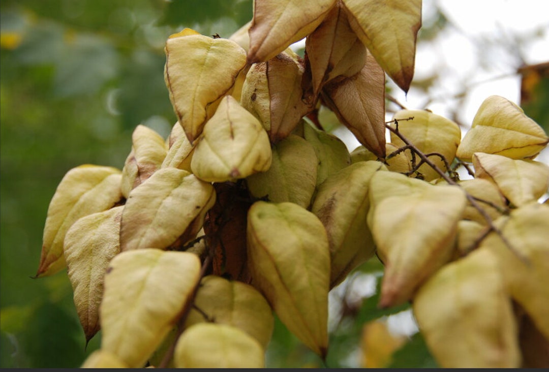 Golden Rain Tree, Rain Tree Pod, Tree Pods, Dried Flowers, Floral ...