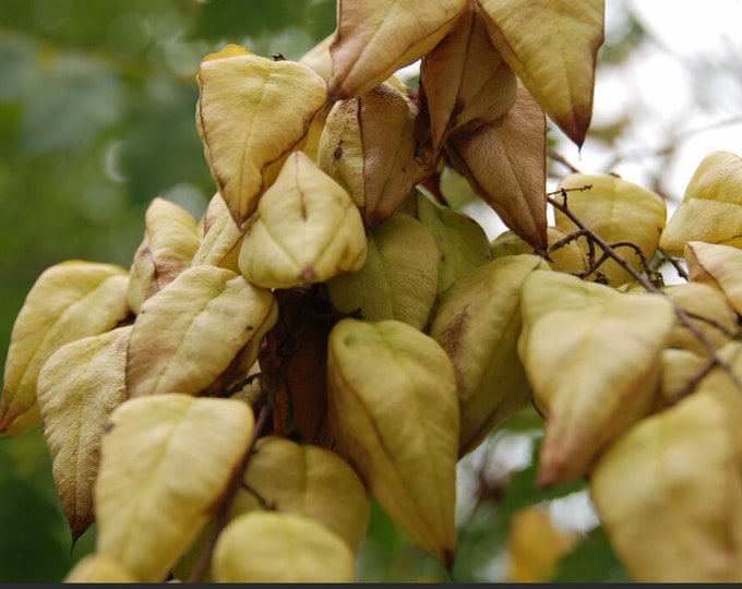 Golden Rain Tree, Rain Tree Pod, Tree Pods, Dried Flowers, Floral ...