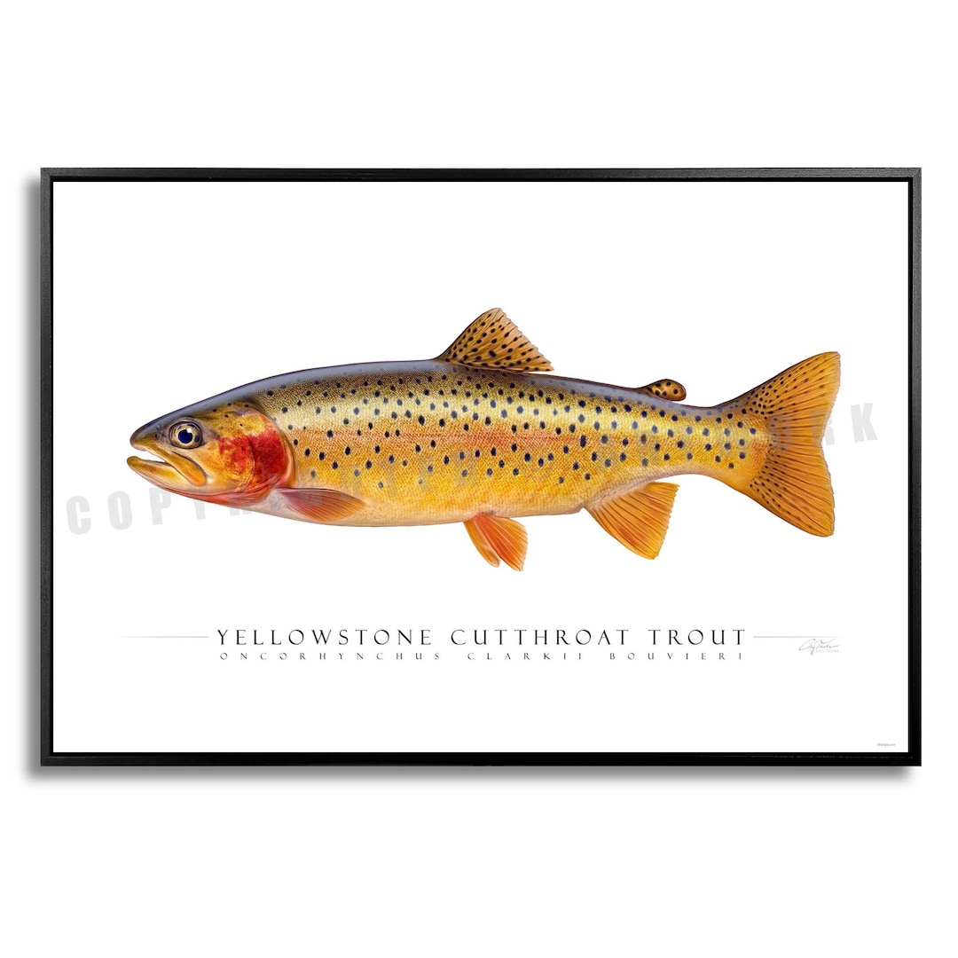 Cutthroat Trout (yellowstone) - Side View Freshwater Gamefish Giclee ...