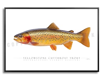 Brook Trout - Side View Freshwater Gamefish Giclee Paper & Aluminum ...