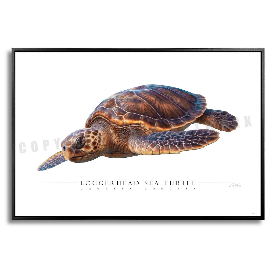 Loggerhead Sea Turtle - Side View Giclee Paper & Aluminum Prints - Etsy