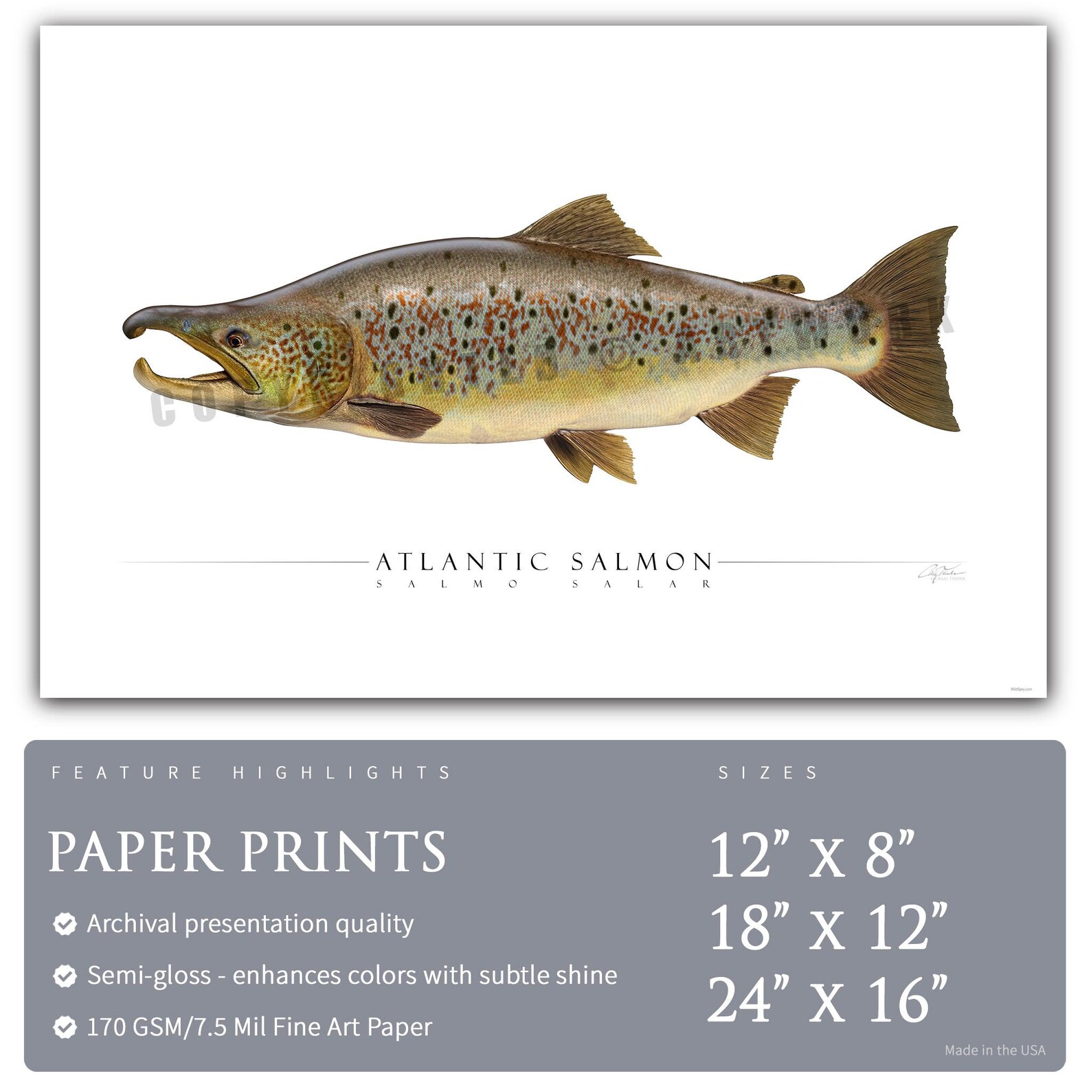 Atlantic Salmon (spawning) - Side View Freshwater Gamefish Giclee Paper ...