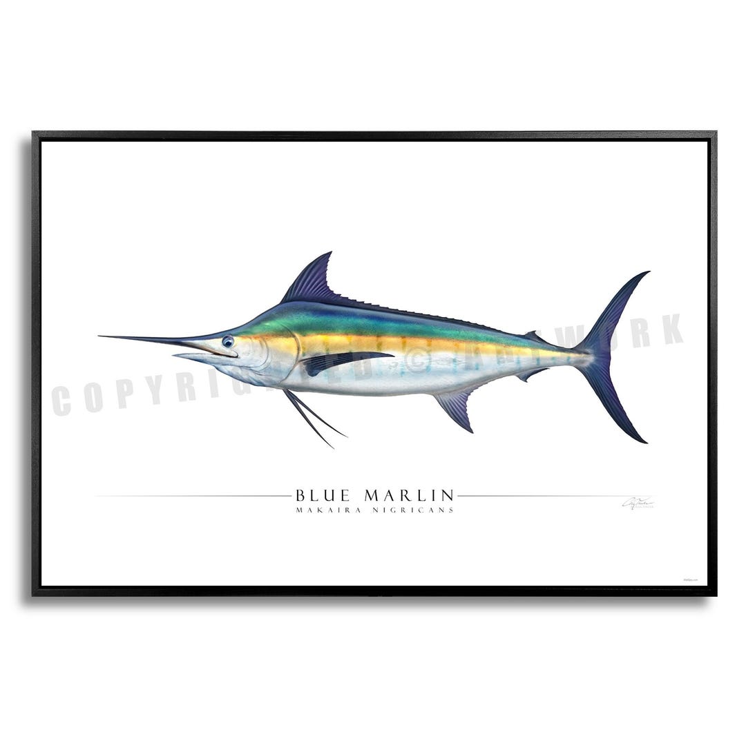 Blue Marlin - Side View Saltwater Gamefish Giclee Paper & Aluminum ...