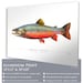 Brook Trout - Side View Freshwater Gamefish Giclee Paper & Aluminum ...