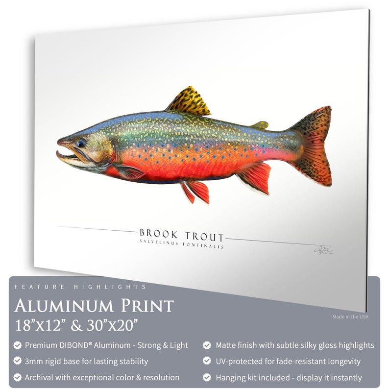 Brook Trout - Side View Freshwater Gamefish Giclee Paper & Aluminum ...