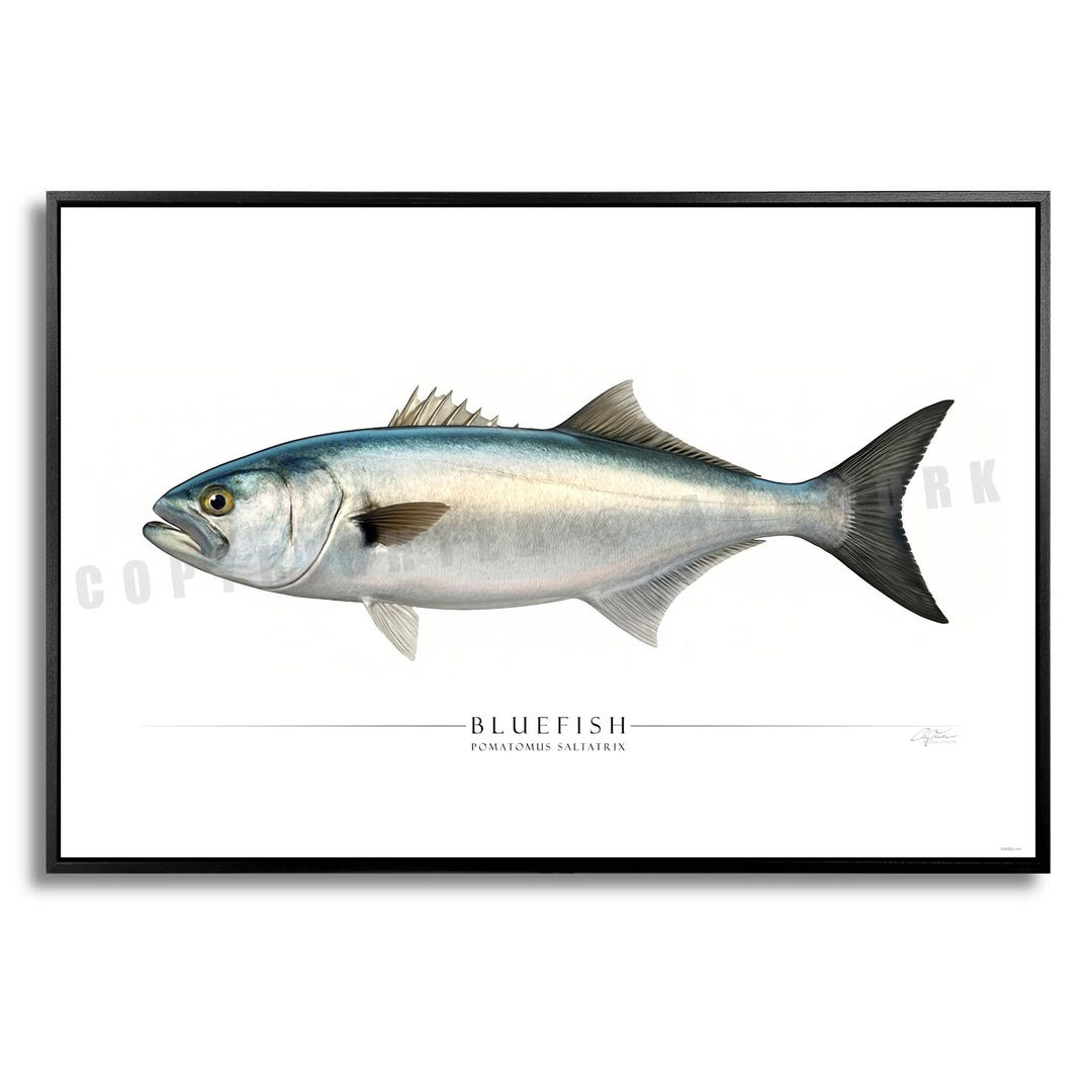 Bluefish - Side View Saltwater Gamefish Giclee Paper & Aluminum Prints ...