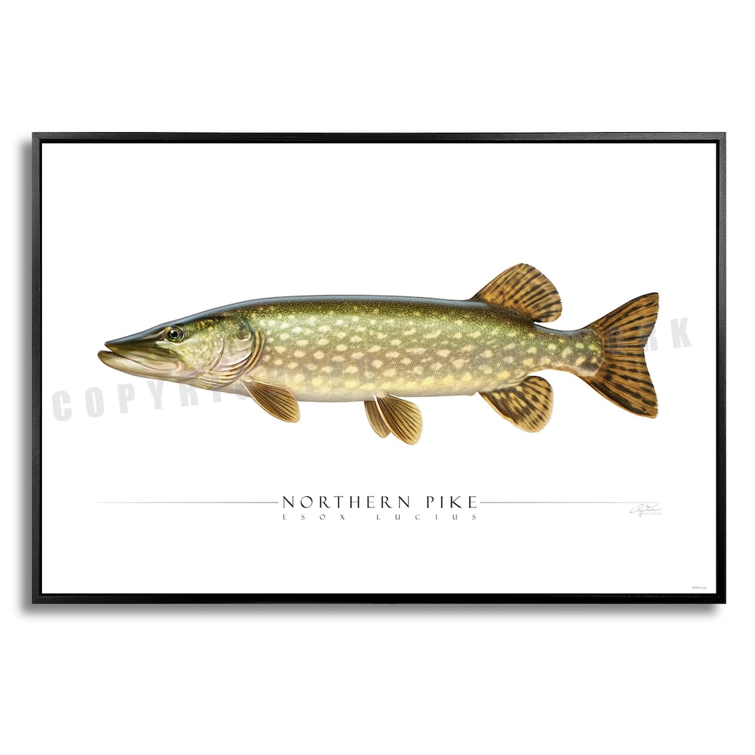 Northern Pike - Side View Freshwater Gamefish Giclee Paper & Aluminum ...