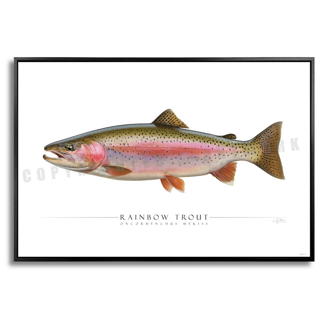 Rainbow Trout - Side View Freshwater Gamefish Giclee Paper & Aluminum ...