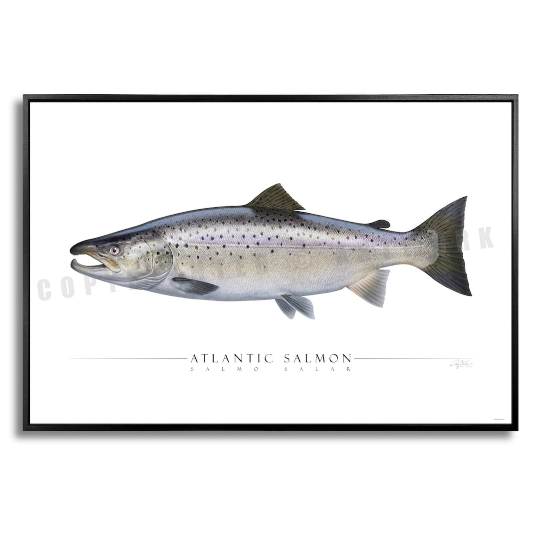 Atlantic Salmon - Side View Freshwater Gamefish Giclee Paper & Aluminum ...