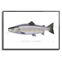 Alosa Alosa, Allis Shad, Grande Alosa, 11-15 Inches 3D Wooden Fish ...